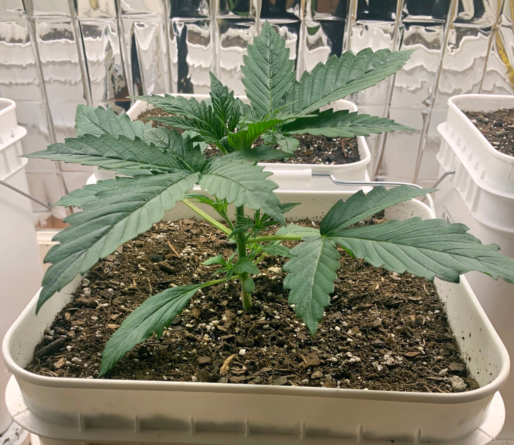 New Releases – Grow Peaceful