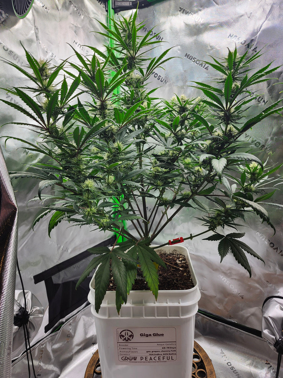 Giga Glue – Grow Peaceful