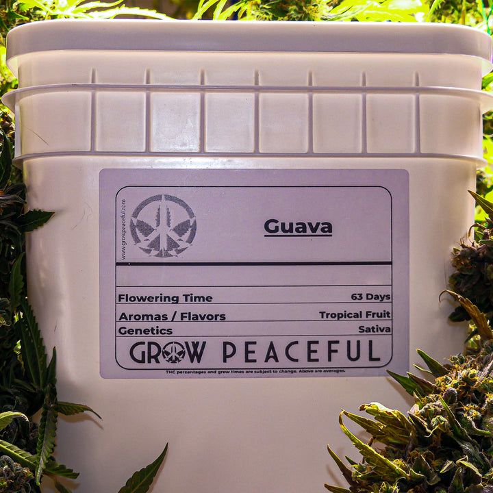 Grow Buckets – Grow Peaceful